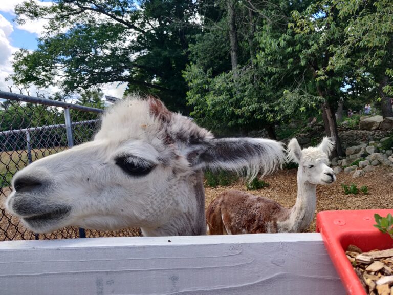 Places to Visit Farm Animals in Southern NH - Mommy, UP!